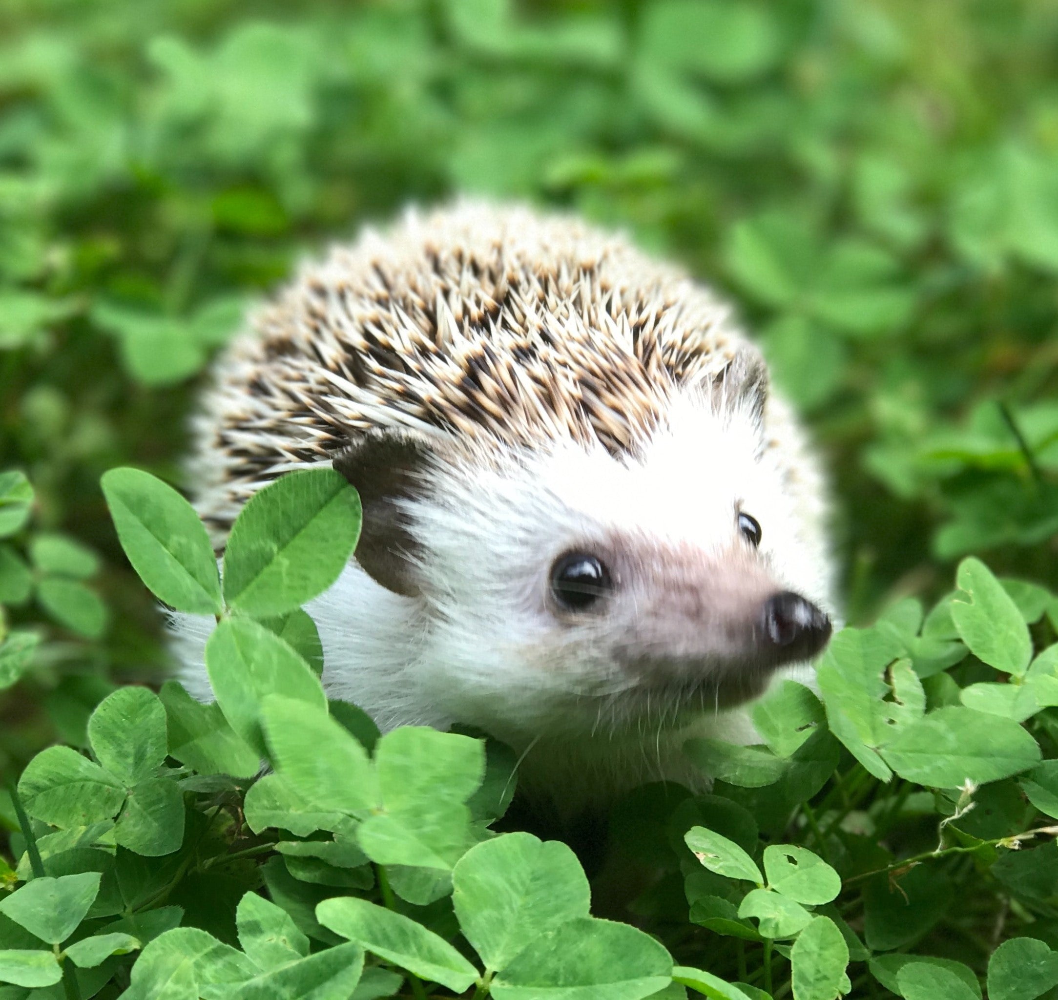 Maltbys’ Stores Est 1904 Ltd Premium Hedgehog with Calciworms – Maltbys ...